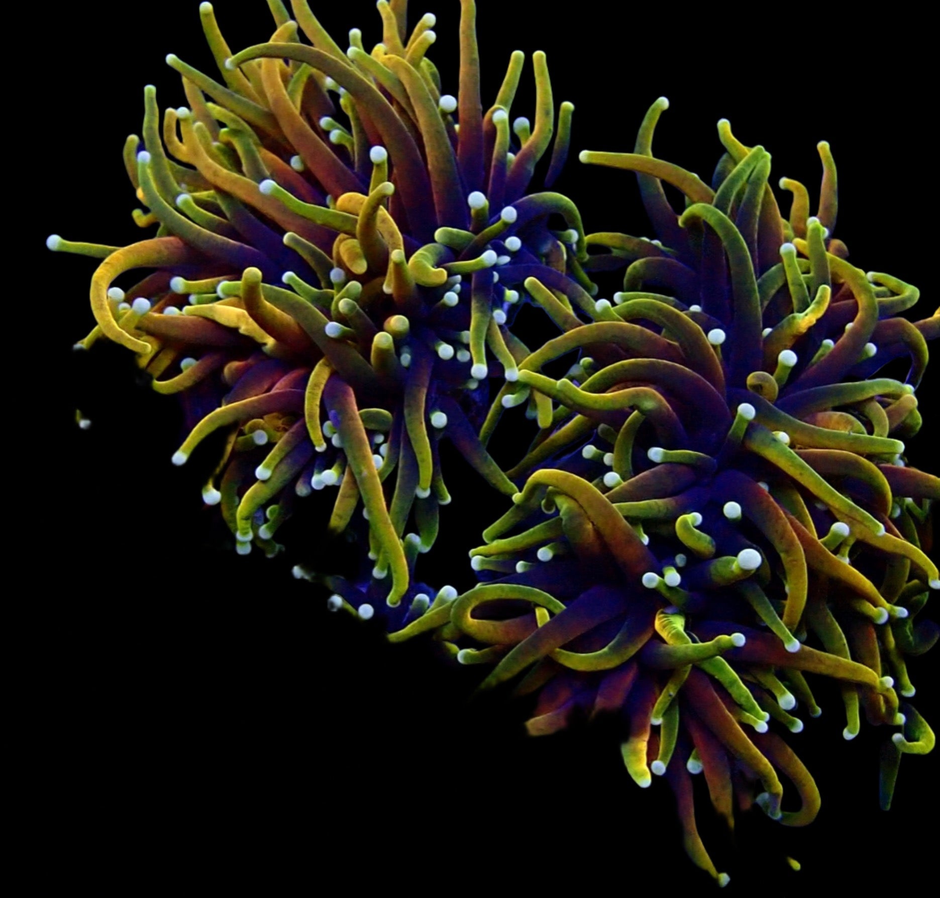 Hellfire Torch A GRADE – Aquarium ReefSolution inc.