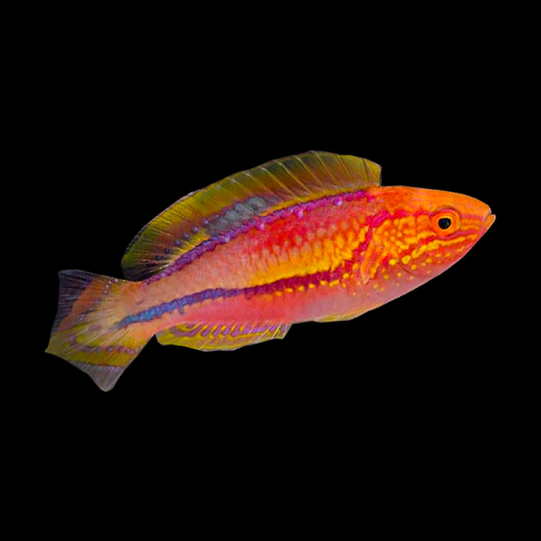 Labridae (Wrasse) – Aquarium ReefSolution inc.