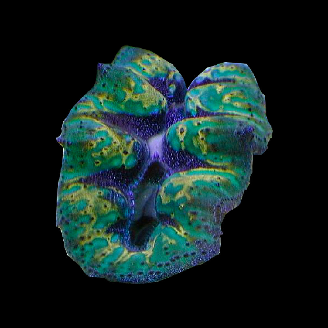 Tridacninae (Clam) – Aquarium ReefSolution inc.