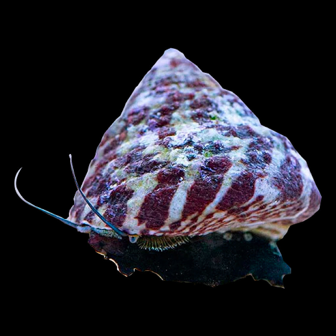 Escargot – Aquarium ReefSolution inc.