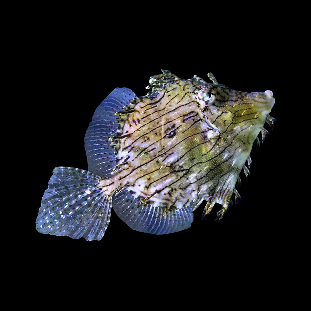 Monacanthidae (Filefish) – Aquarium ReefSolution inc.