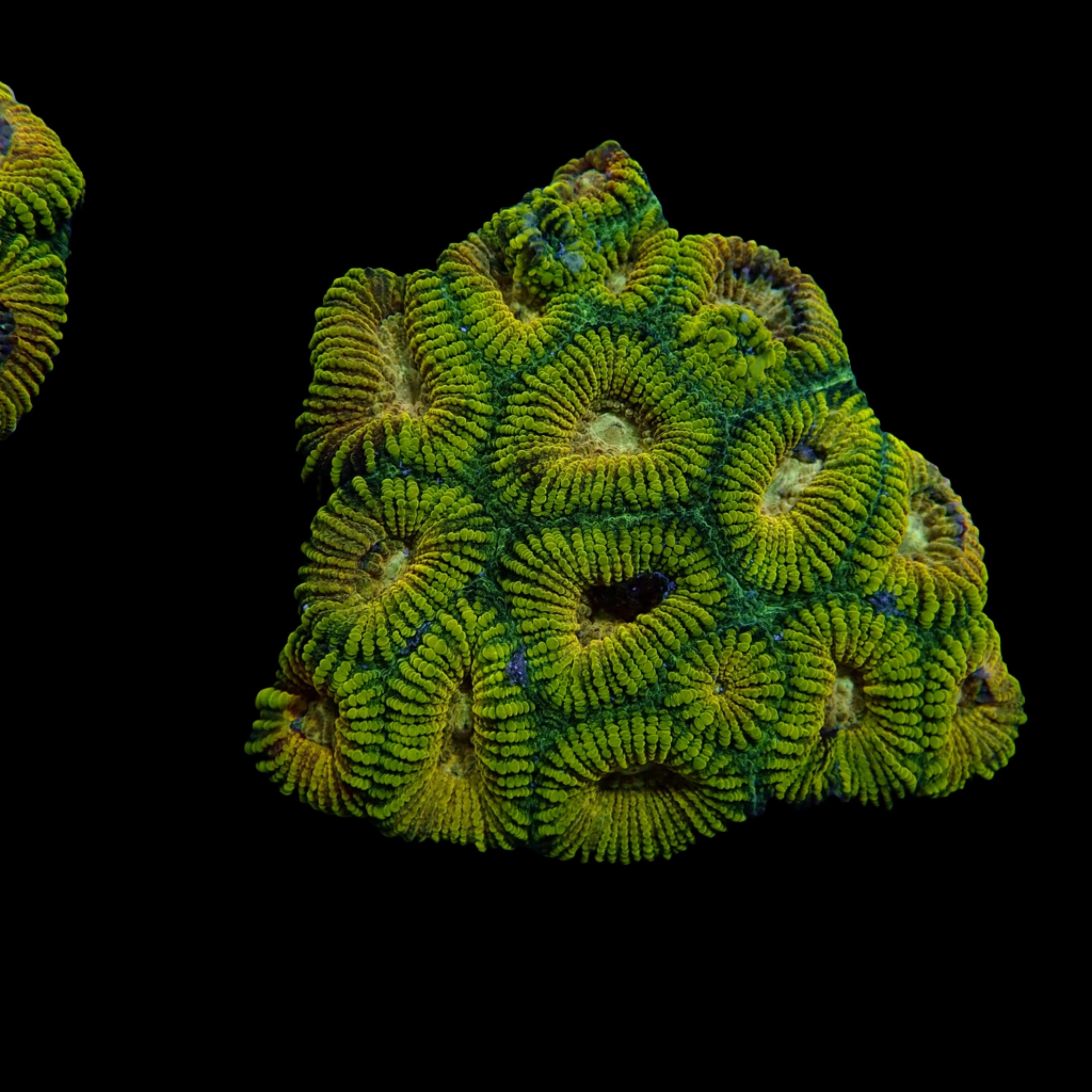 Ultra Favia Life Saver – Aquarium ReefSolution inc.