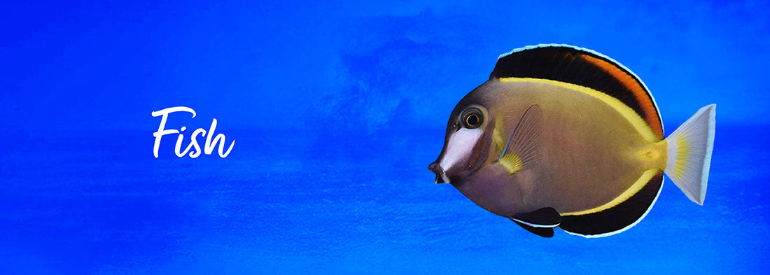 Reef Solution – Aquarium ReefSolution inc.