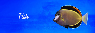 Reef Solution – Aquarium ReefSolution inc.