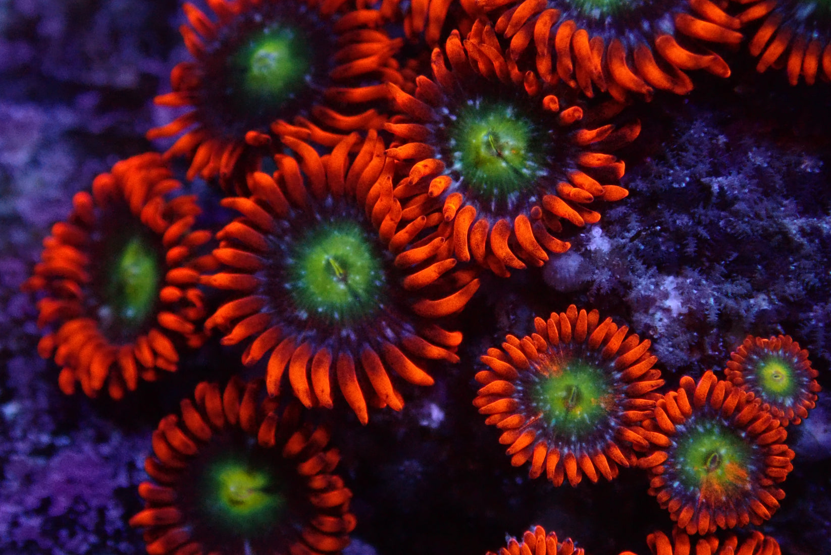 Mariposas Zoanthids frag – Aquarium ReefSolution inc.