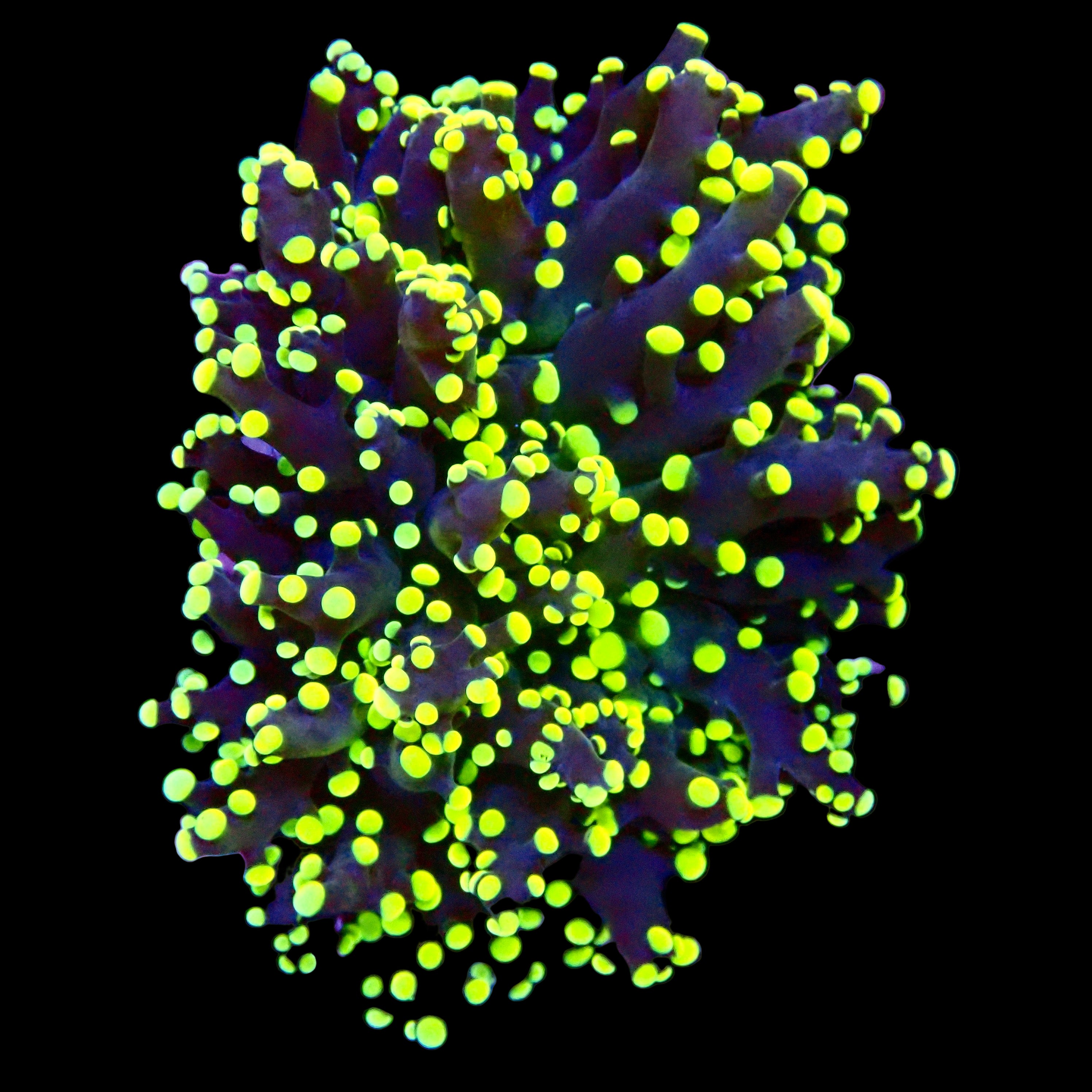 Spawn Branching Neon Tip – Aquarium ReefSolution inc.