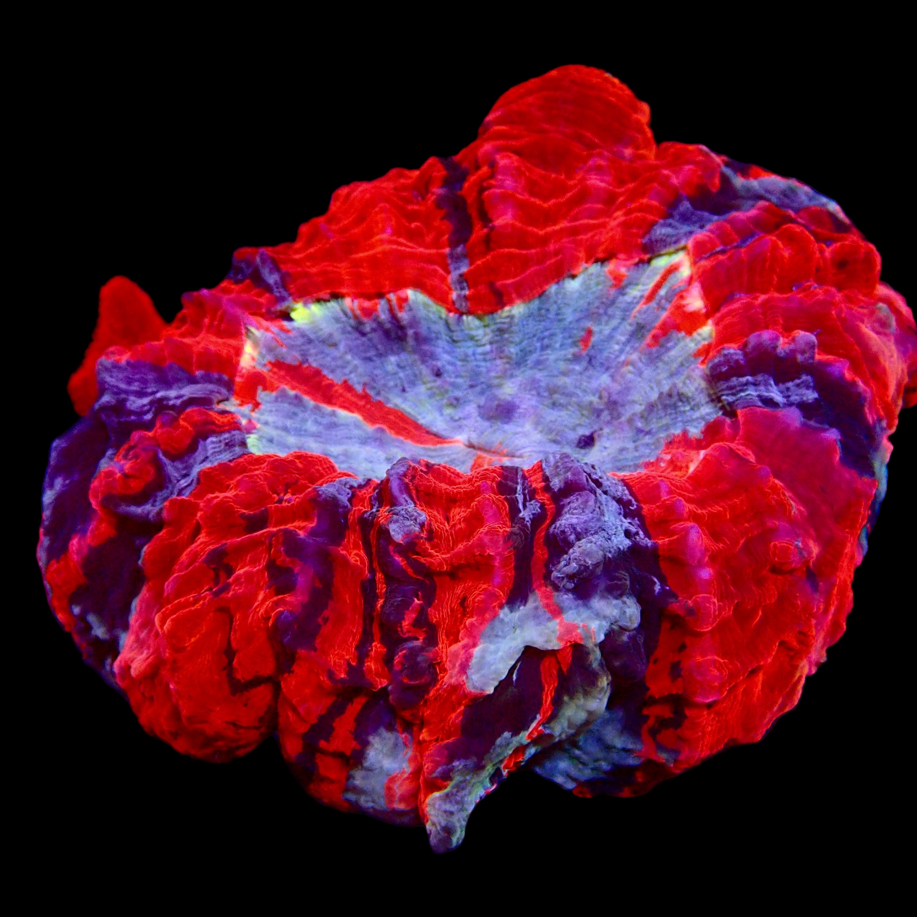 Doughnut Coral - Multi – Aquarium ReefSolution inc.