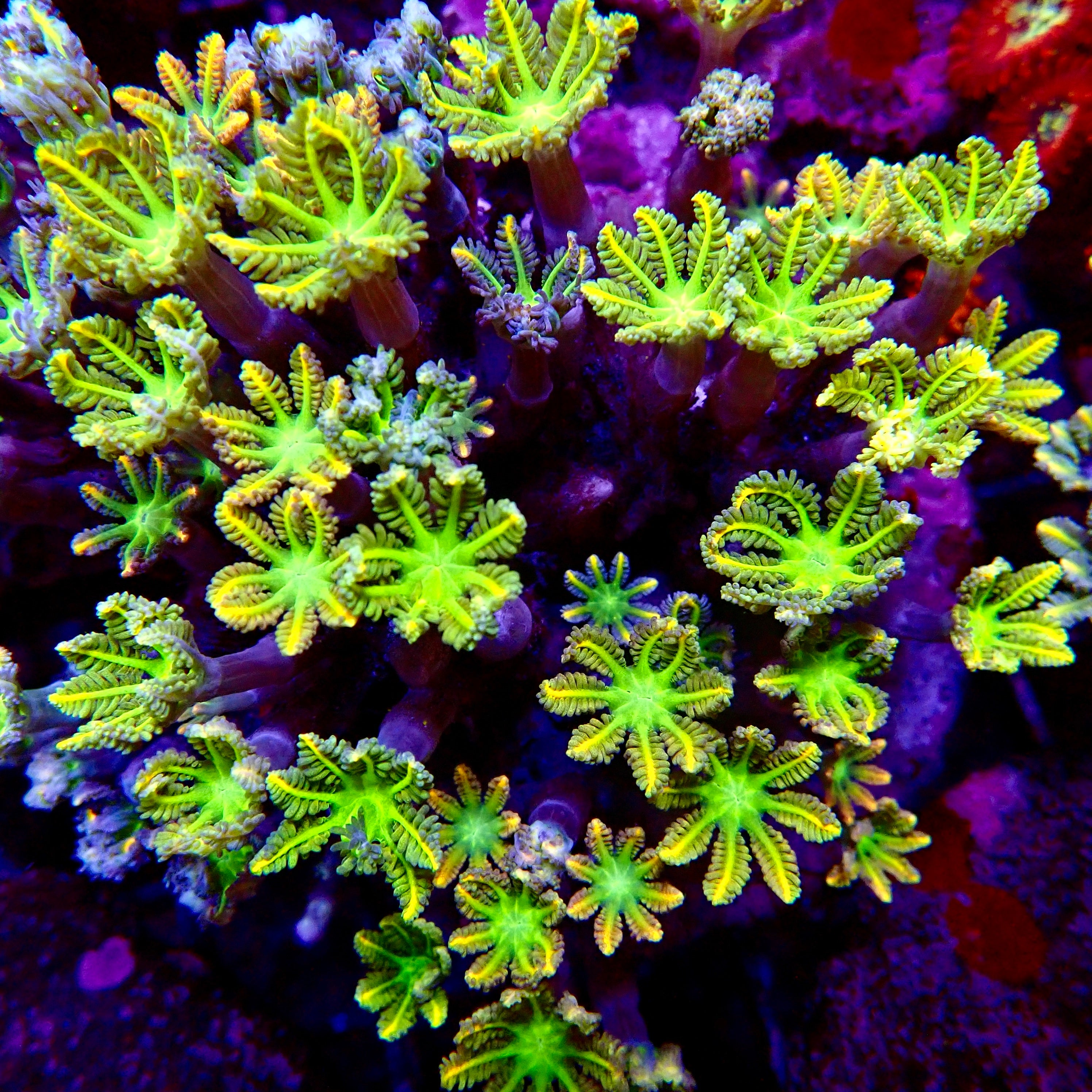 Papaya head (Clove Polyps) frag – Aquarium ReefSolution inc.
