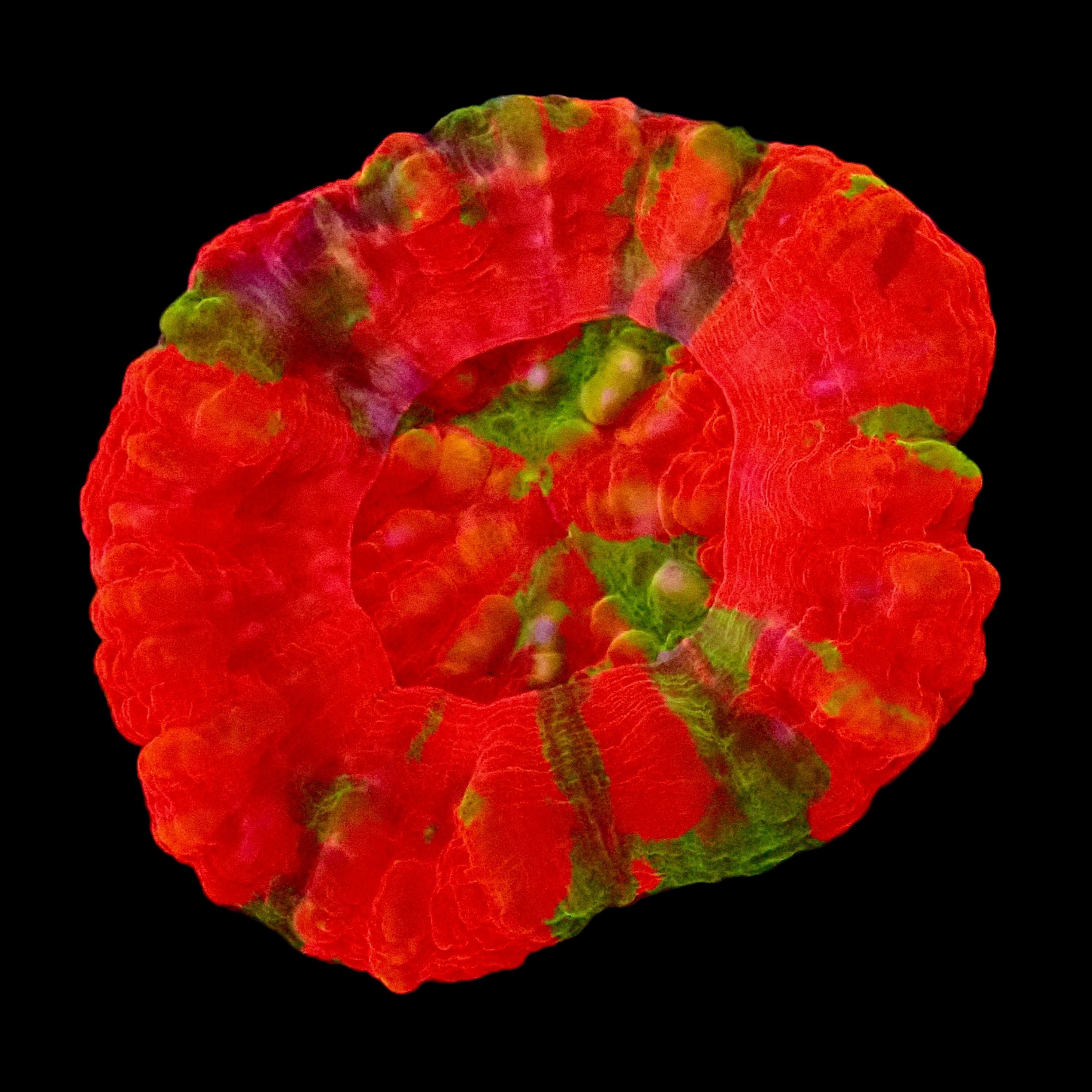 Scolymia Reverse Bleeding Apple - Coral LPS Premium | ReefSolution ...
