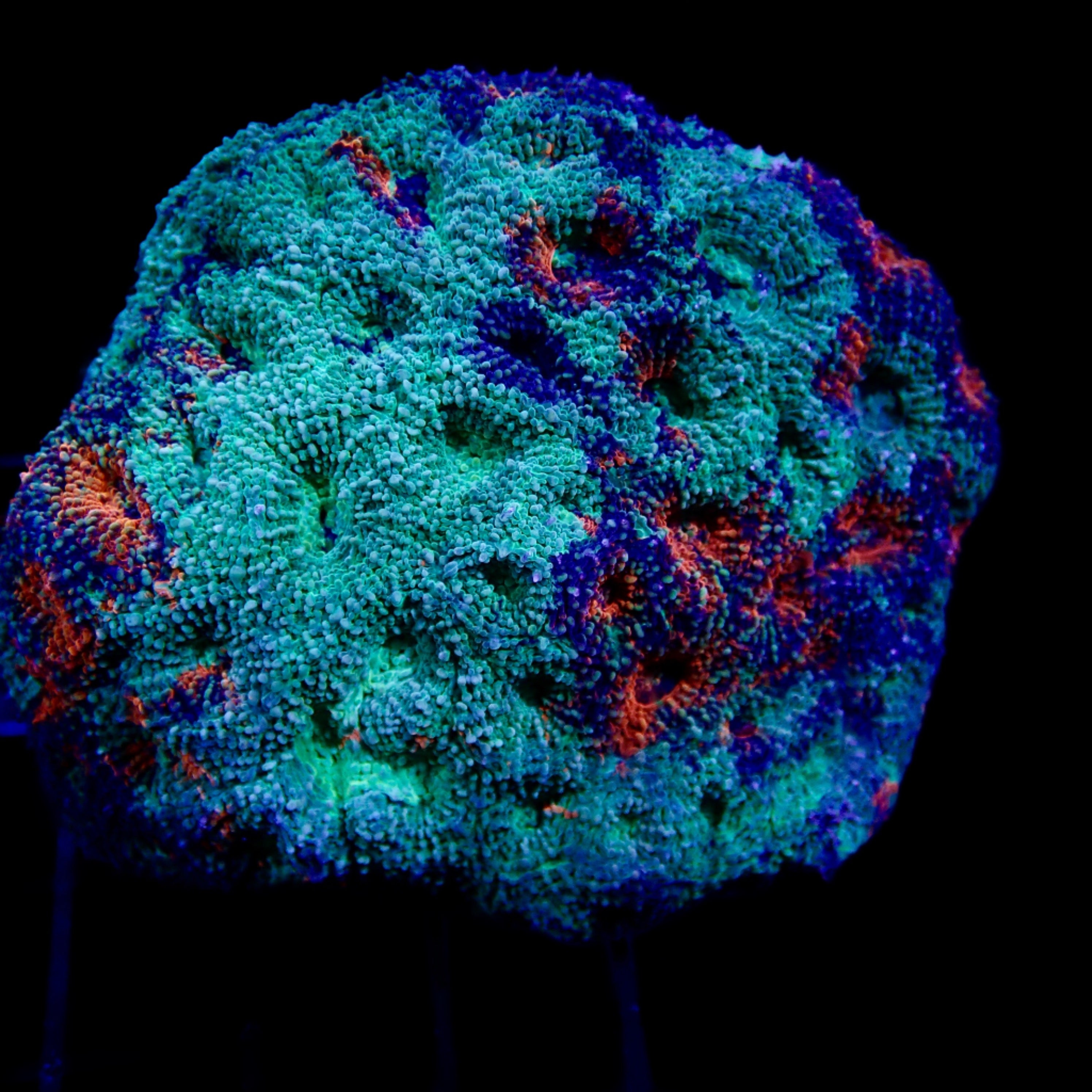 Indo Acantastrea – Aquarium ReefSolution inc.