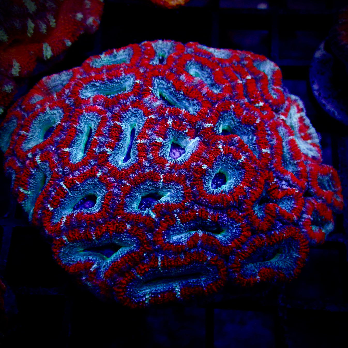 Ultra Acan Lord – Aquarium ReefSolution inc.