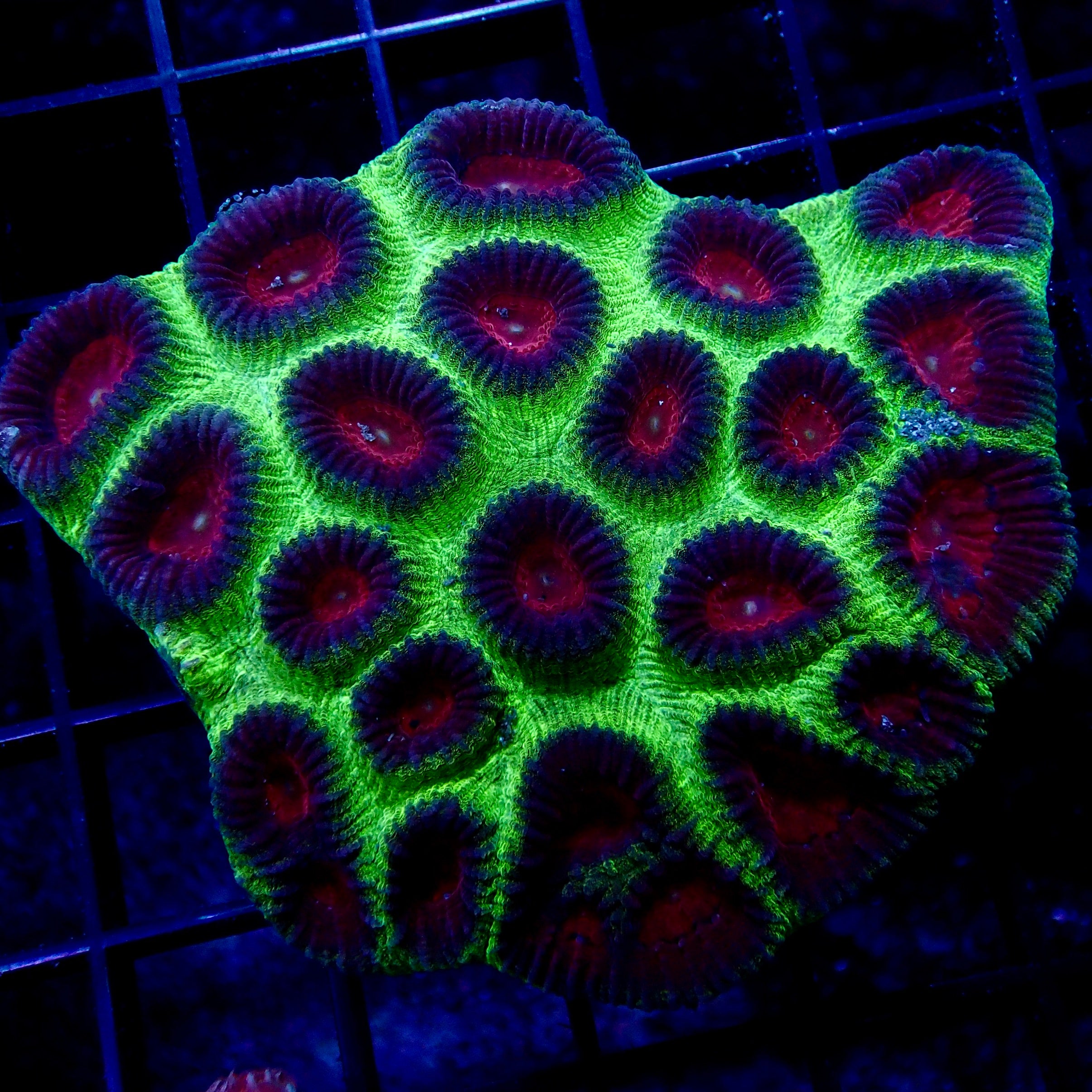 Ultra Favia – Aquarium ReefSolution inc.