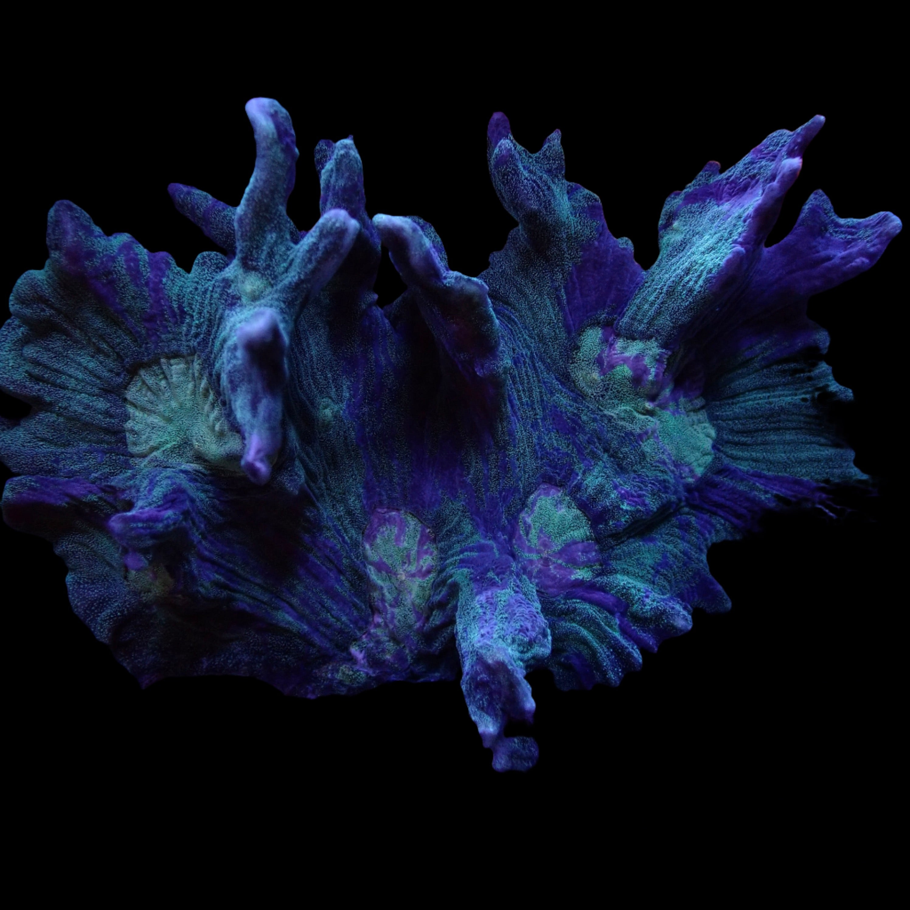 Pectinia Colony – Aquarium ReefSolution inc.