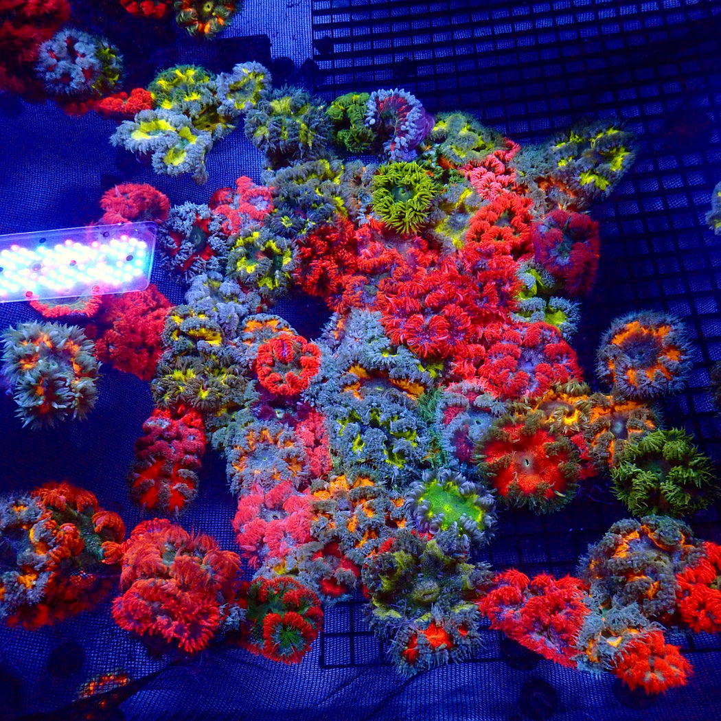 Reef Solution – Reef Aquarium Equipment Canada – Aquarium ReefSolution inc.