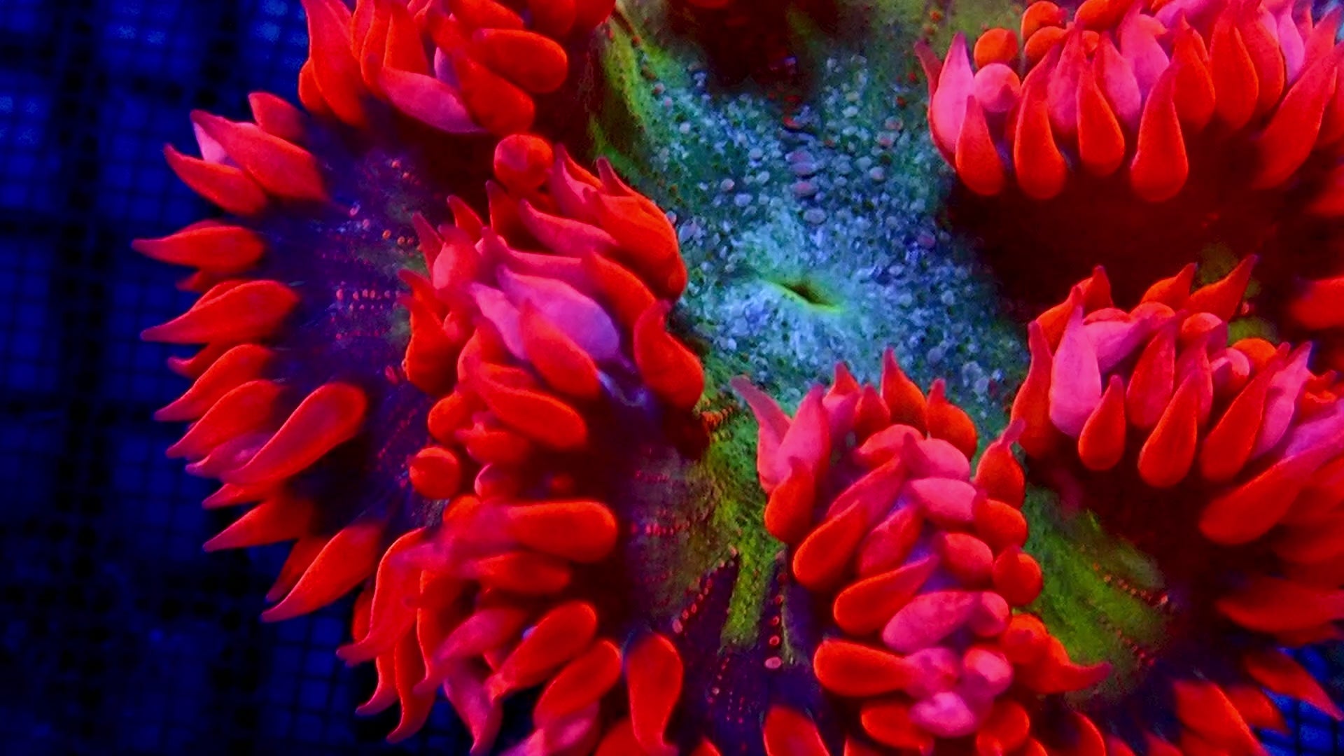 Ultra Rock Flower Anemone Red | Premium Epicystis Crucifer Reef ...
