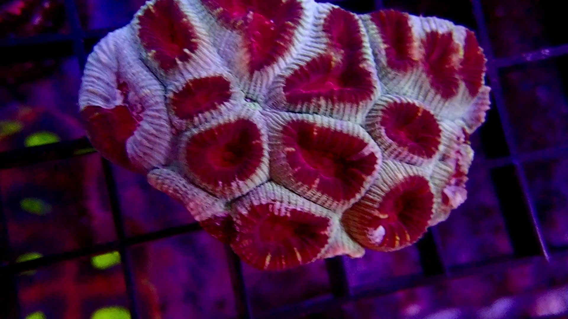 Ultra Favia Colony - Cherry Red and White | Aquarium ReefSolution ...