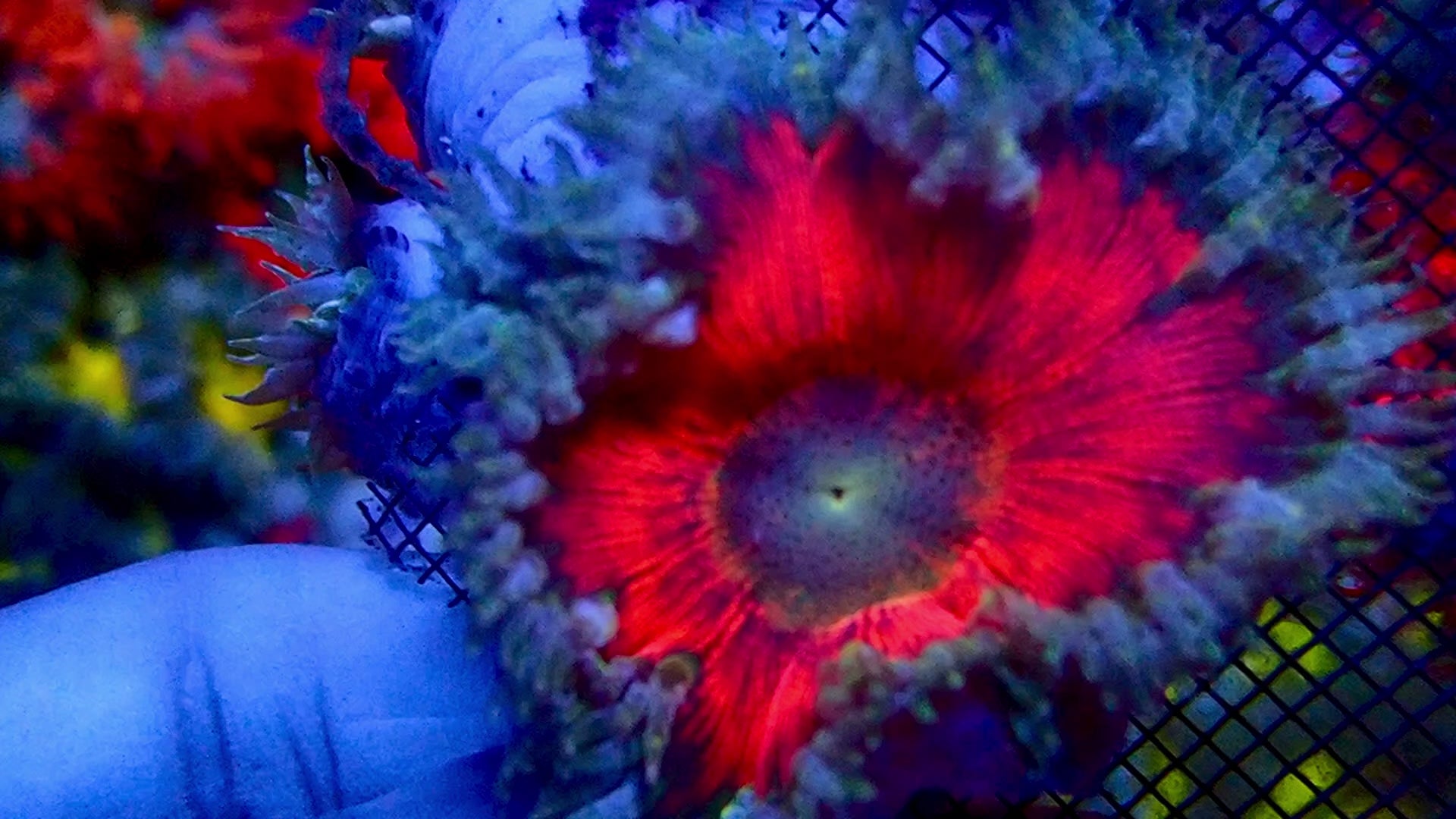 Anemone Rock Flower Ultra Scarlet Red - Premium $149 | ReefSolution ...