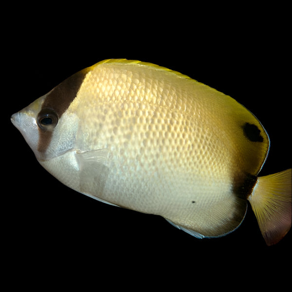 Chaetodon sedentarius - Reef Butterflyfish | Elegant Marine Fish for ...