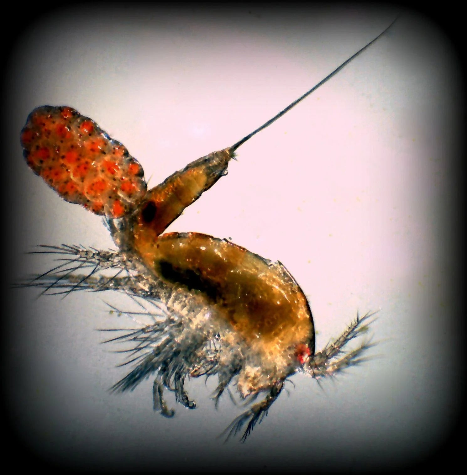 Tigger pods – Aquarium ReefSolution inc.