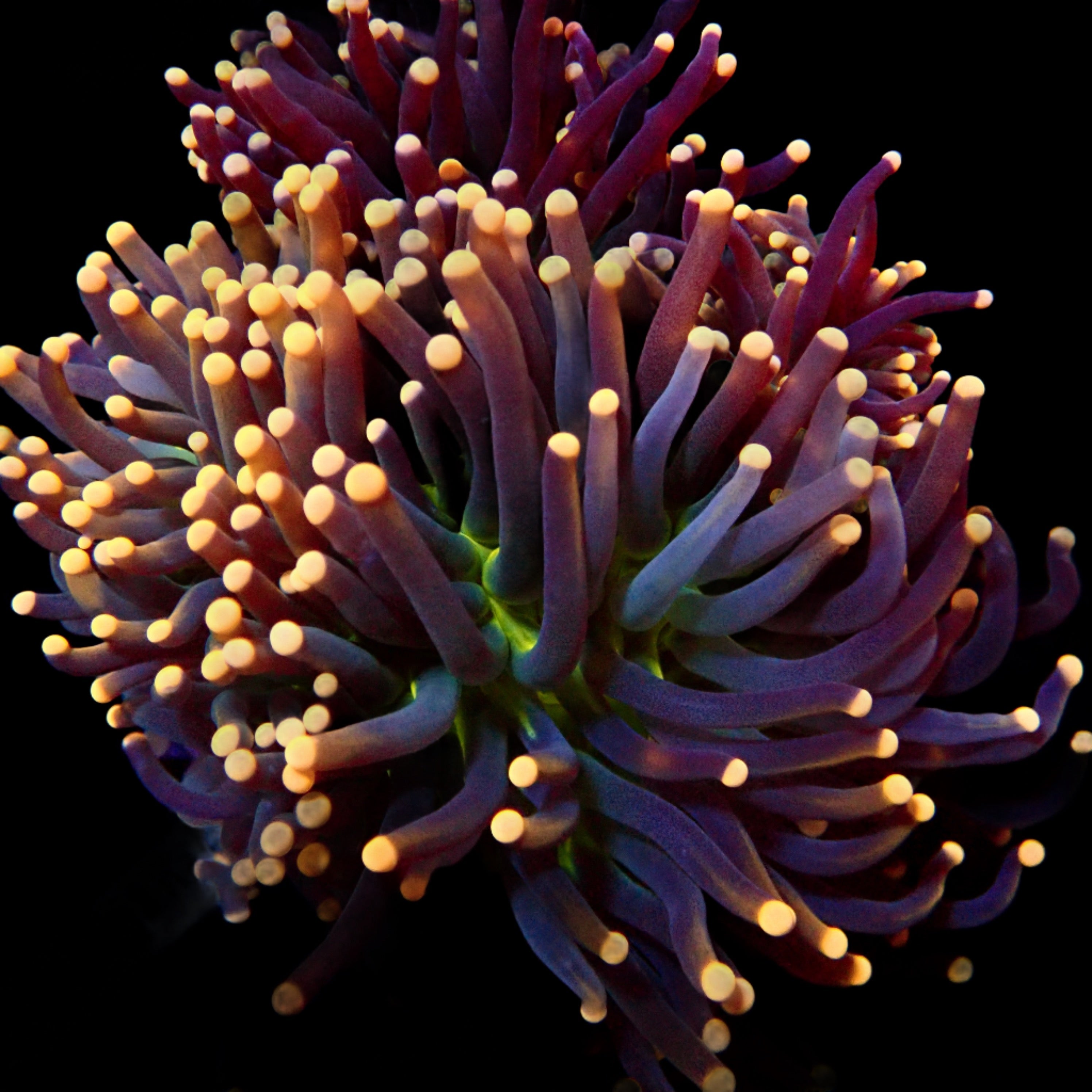 Orange Head Joker Torch Coral par tête – Aquarium ReefSolution inc.