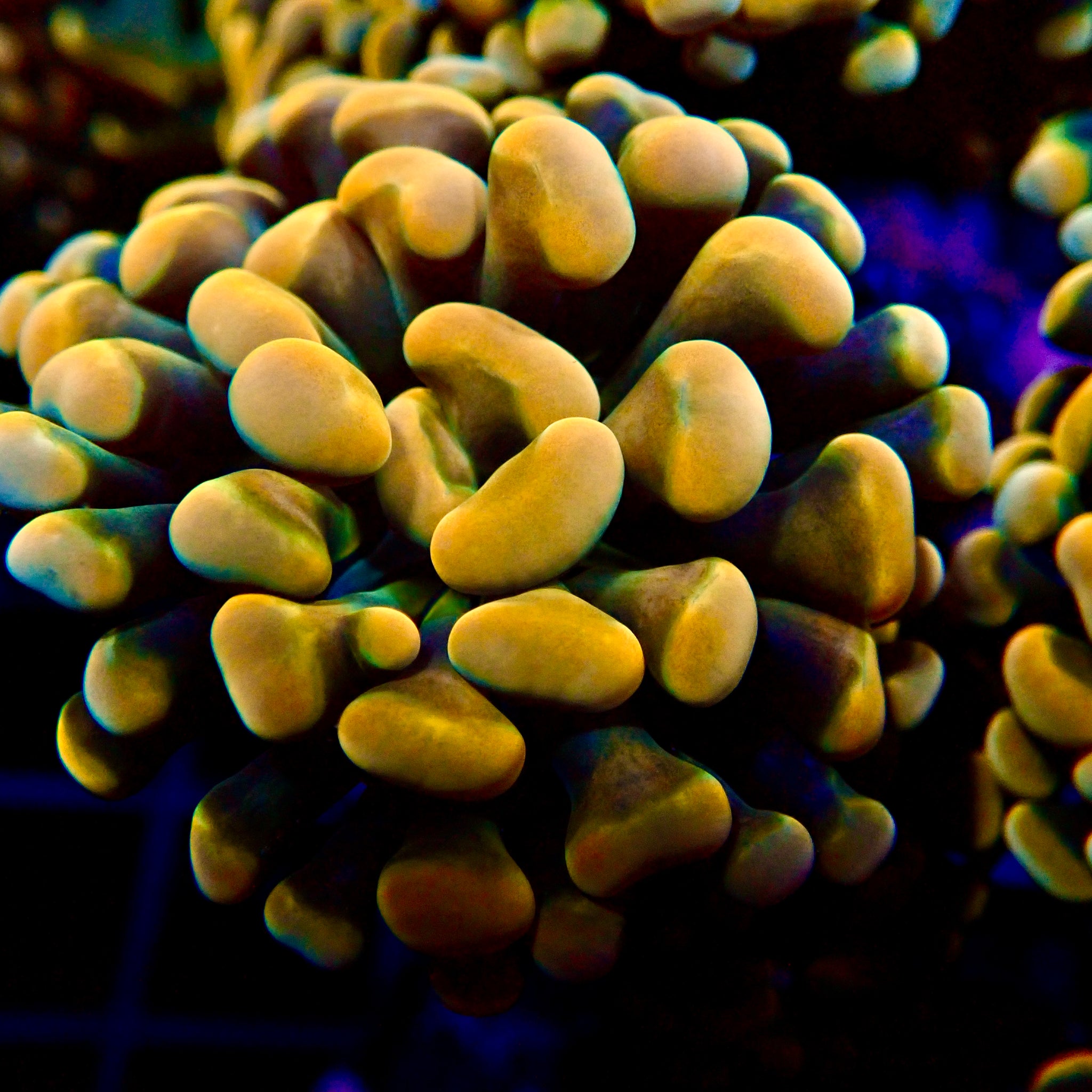 Ultra Gold Branching Hammer Frag – Aquarium ReefSolution inc.