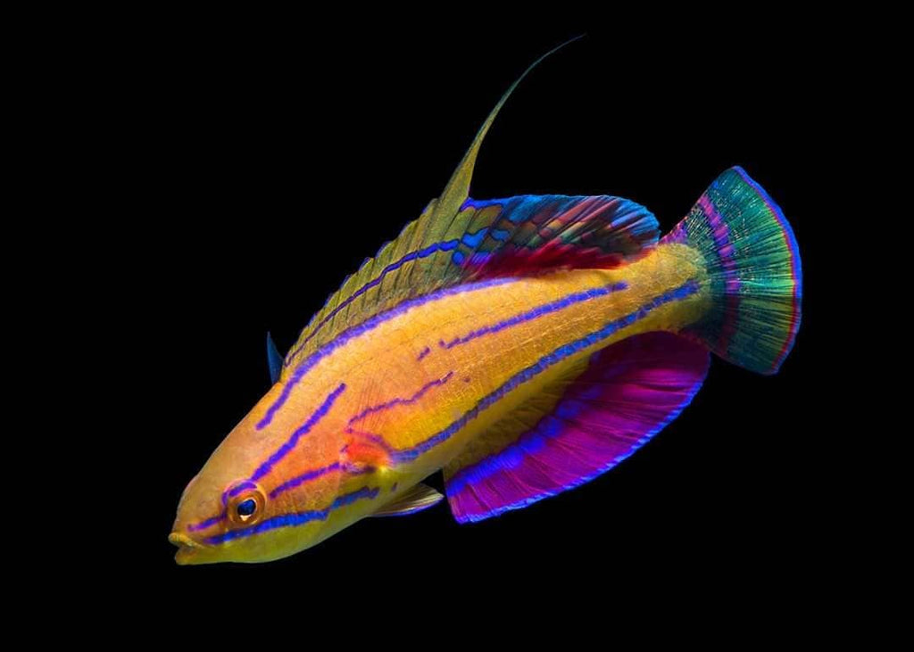 Carpenter's Flasher Wrasse – Aquarium ReefSolution inc.