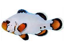 Flurry Ocellaris (Clownfish) – Aquarium ReefSolution inc.