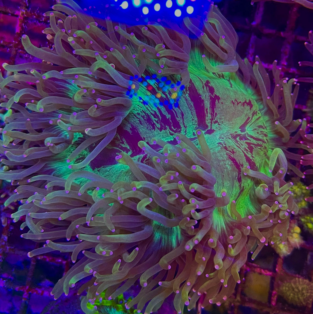 Elegance Coral – Aquarium ReefSolution inc.