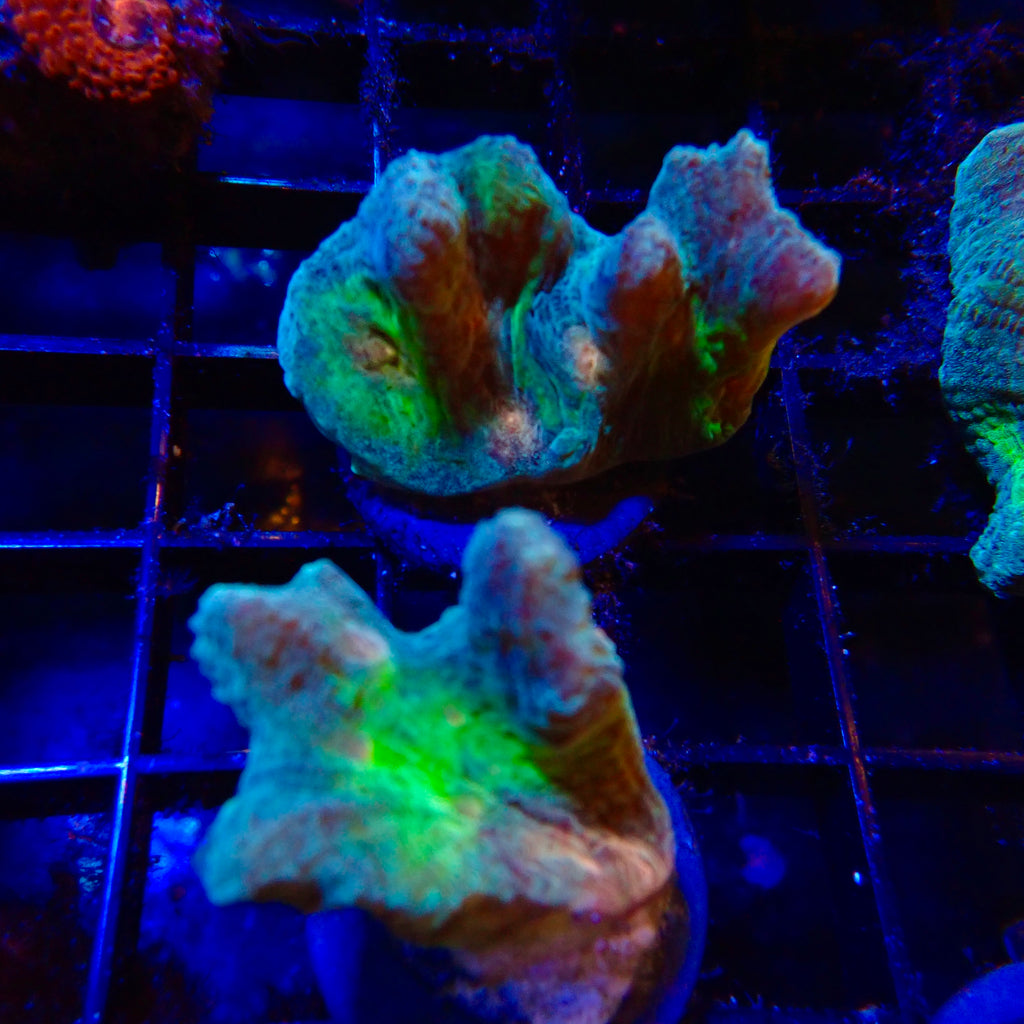 Pectinia Frag – Aquarium ReefSolution inc.