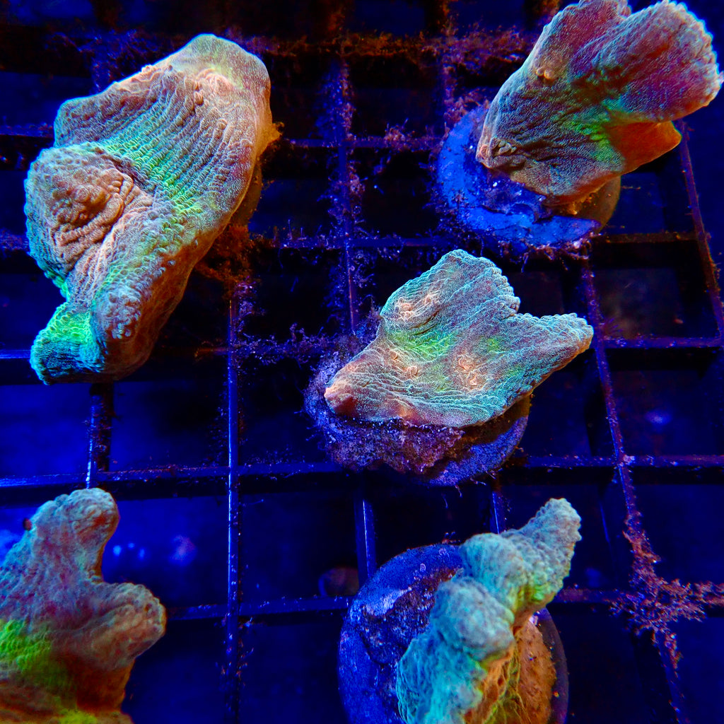 Pectinia Frag – Aquarium ReefSolution inc.