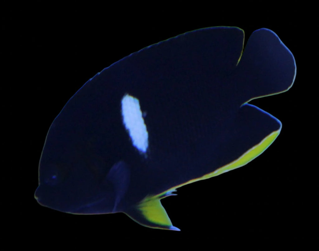 Melas Tibecin Angelfish (keyhole) – Aquarium ReefSolution inc.