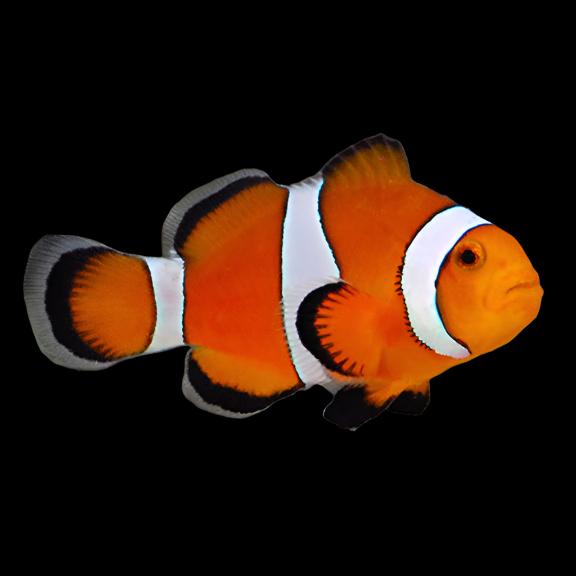 Reef Solution – Reef Aquarium Equipment Canada – Aquarium ReefSolution inc.